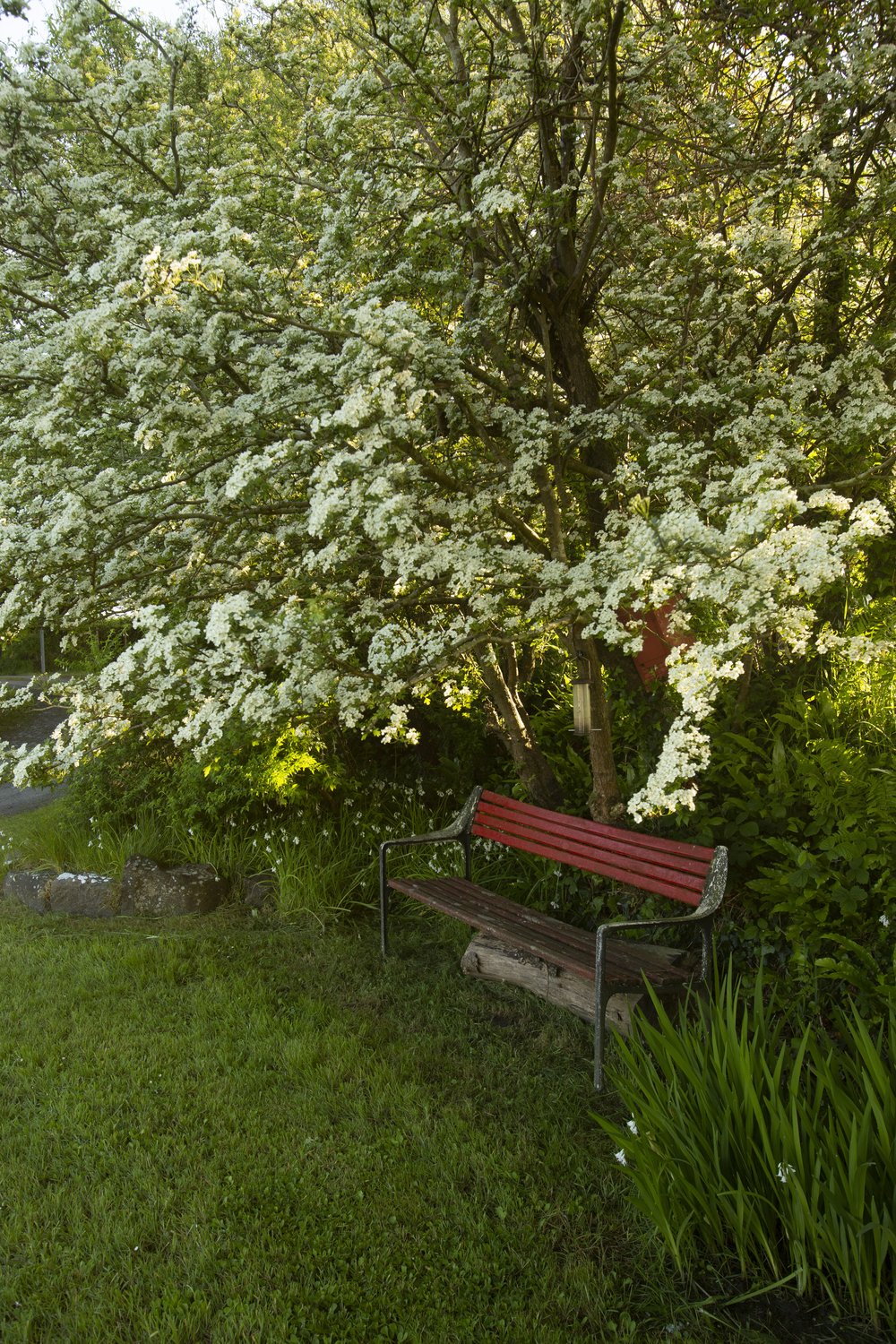 Lisa Fingleton And The Barna Way | Sustainability | Ireland.ie | Ireland.ie