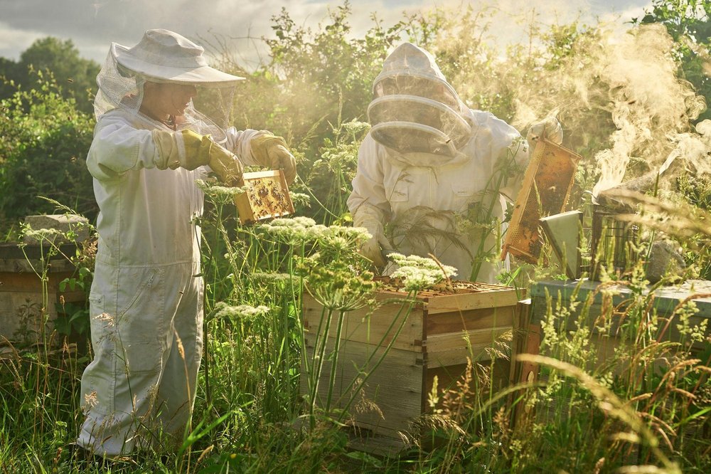 Ailbhe Gerrard And Brookfield Farm | Nature And Sustainability ...