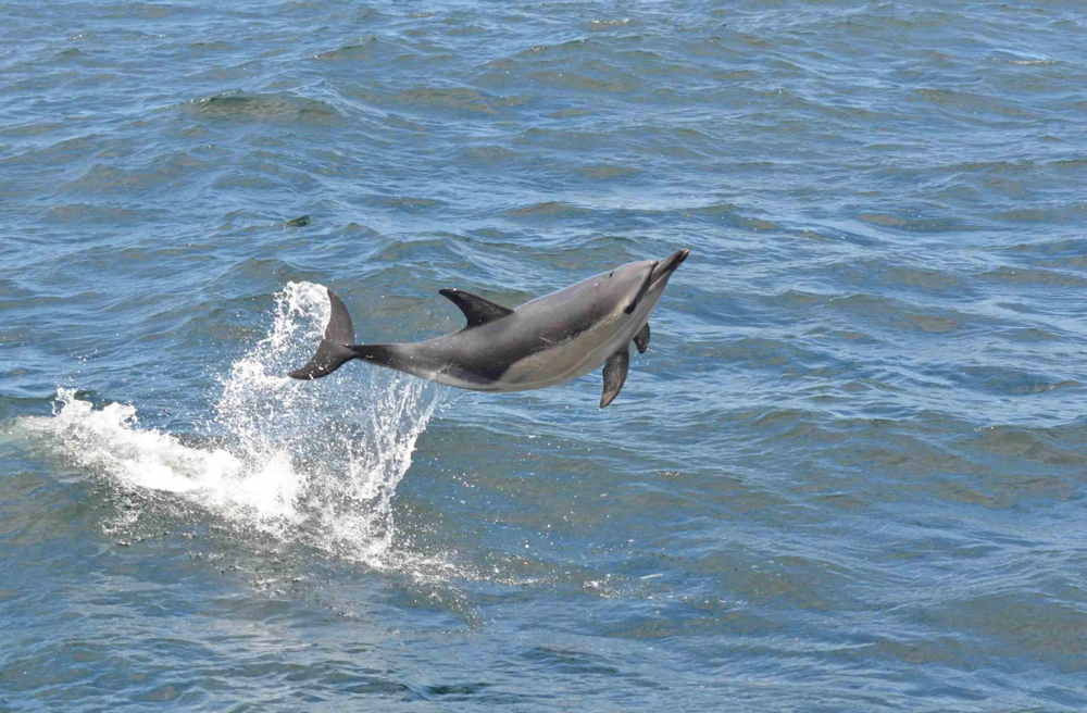 The Irish Whale and Dolphin Group: protecting Irish sealife | Ireland.ie