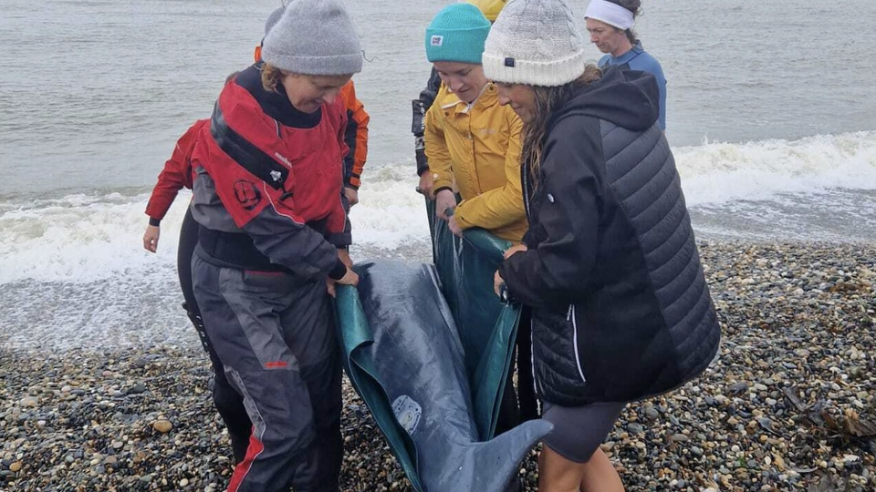 The Irish Whale and Dolphin Group: protecting Irish sealife | Ireland.ie