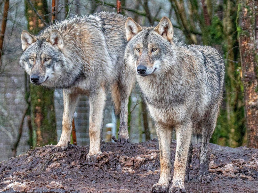 Wild Ireland: Providing Sustainable Sanctuaries For Wildlife ...