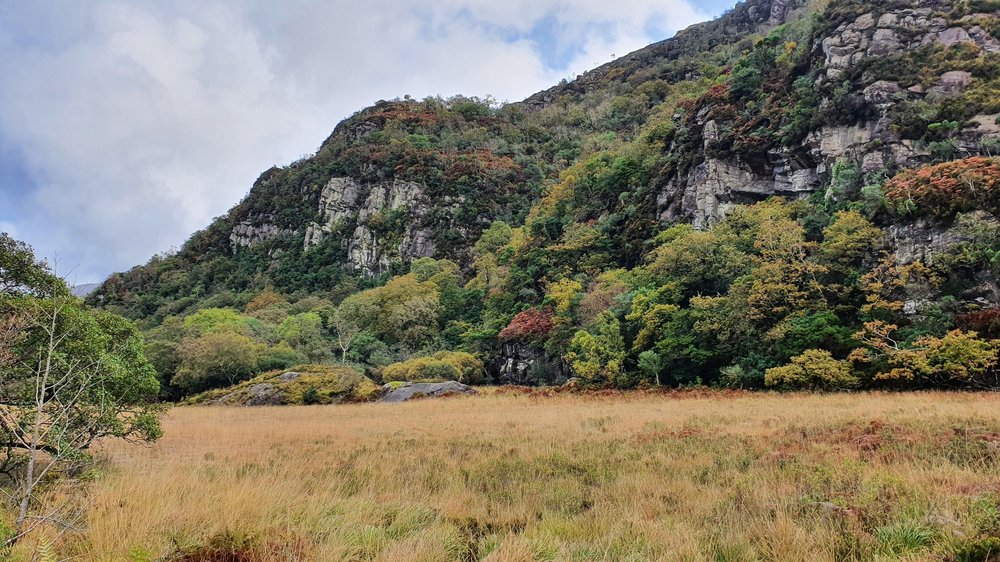 Hometree Charity’s Mission To Reforest Ireland | Visit Ireland ...