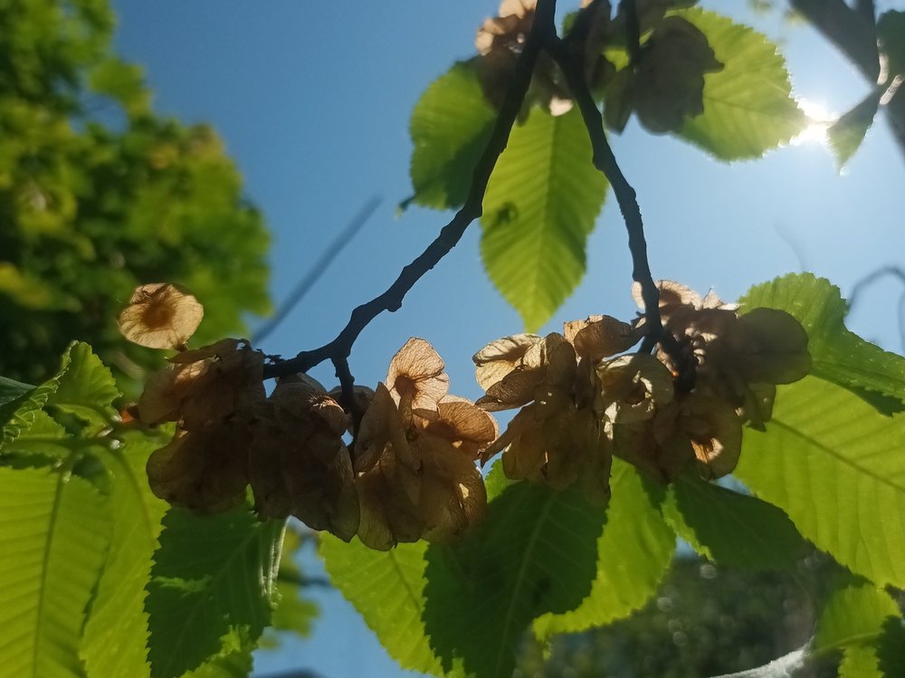 Hometree Charity’s Mission To Reforest Ireland | Visit Ireland ...