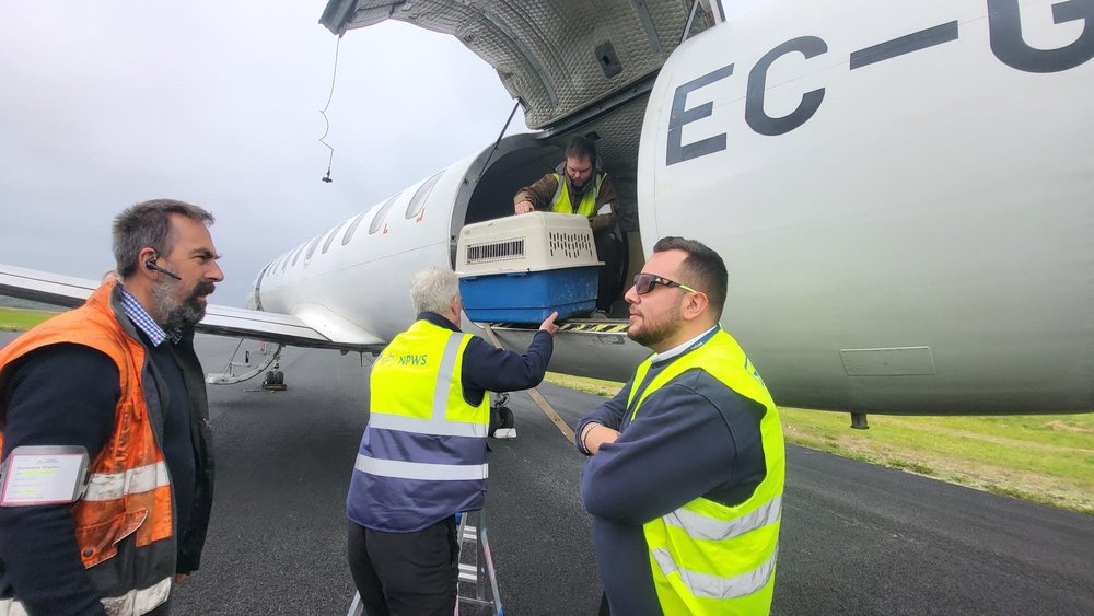 Ireland and Norway's partnership to restore sea eagles to Irish skies ...